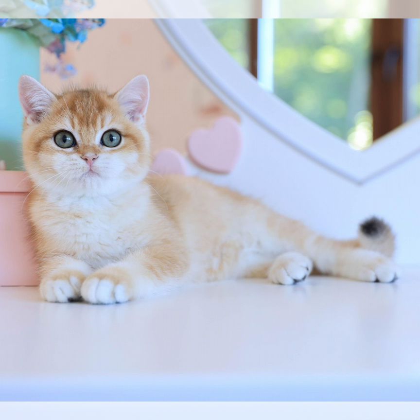 Котик в окрасе золотая шиншилла