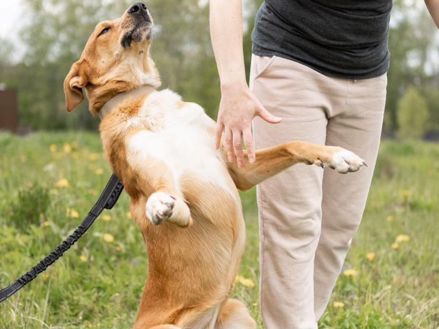 Добрейший Хуч ищет семью