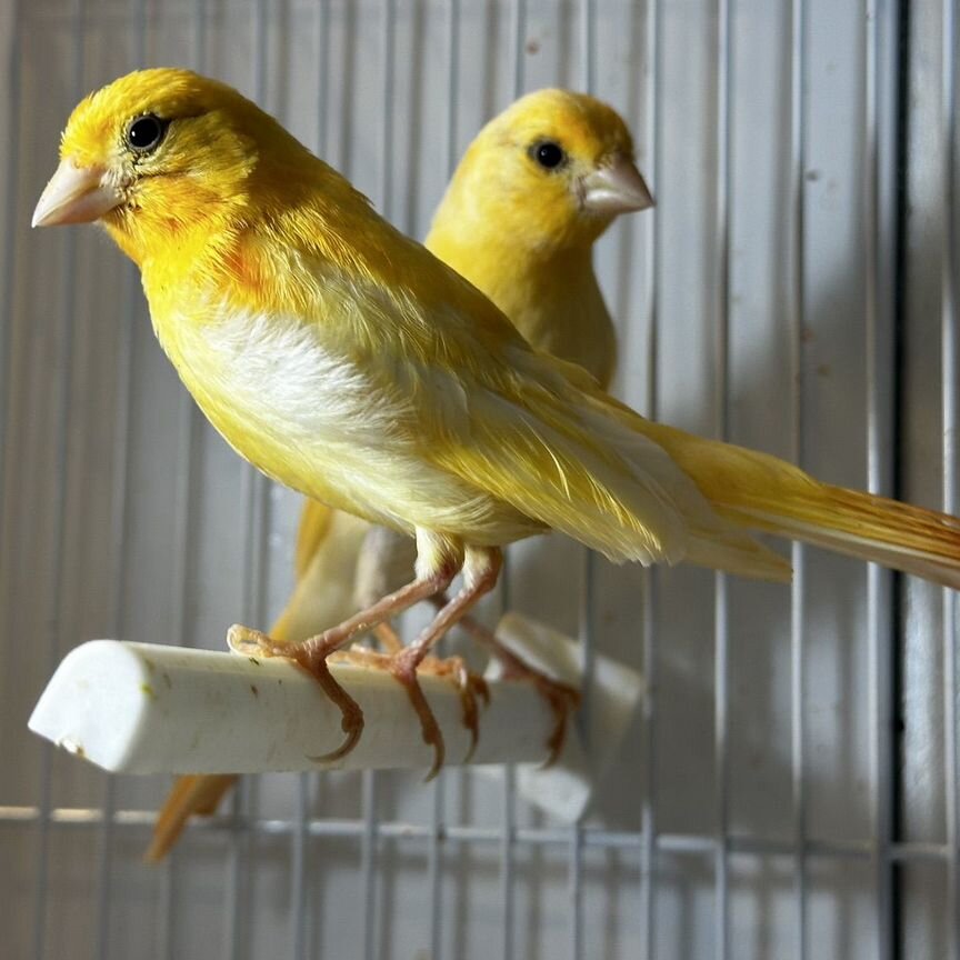 Кенар и канарейка