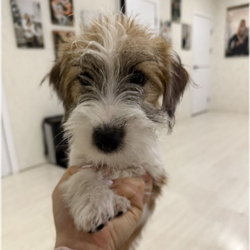 Джек-рассел-терьер, щенок