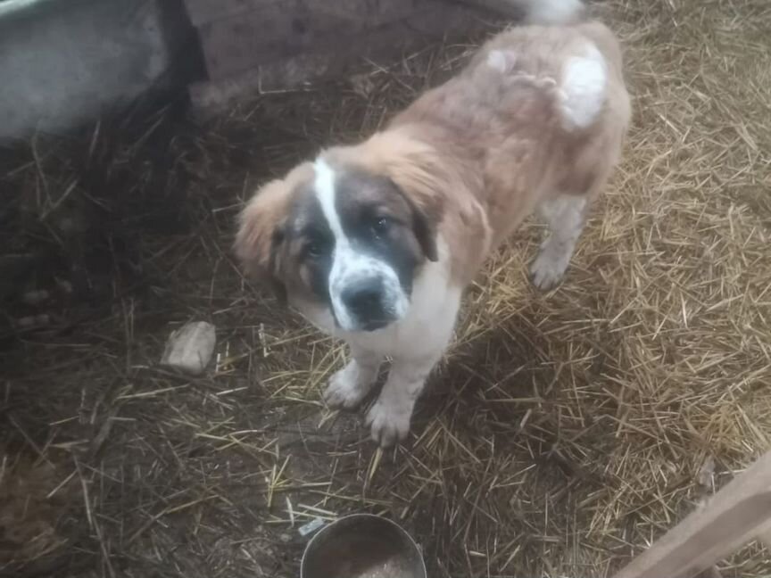 Щенки сербернара