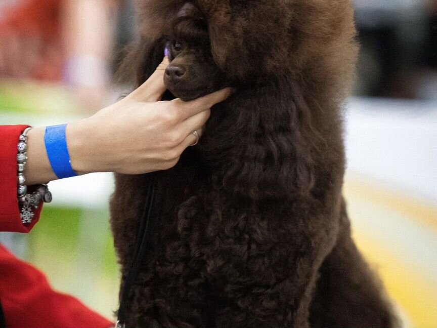Карликовый пудель девочки