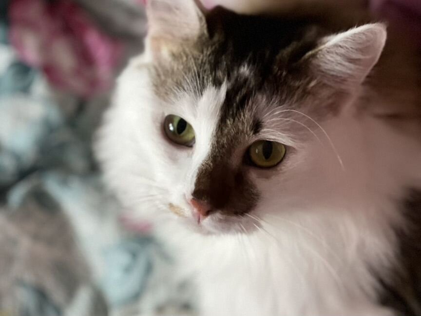 Котик в добрые заботливые руки
