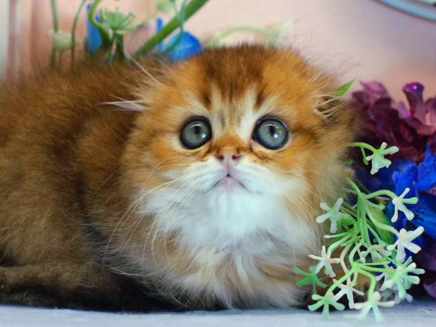 Золотые котята.с документами Золотая шиншилла