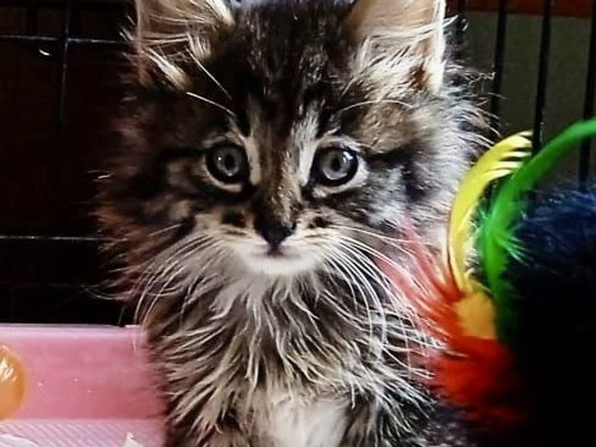 Котенок мальчик 1,5 мес