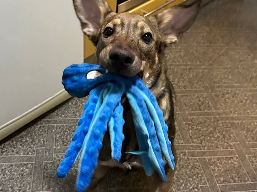 Спасите Шута. Щенок мальчик 6 месяцев