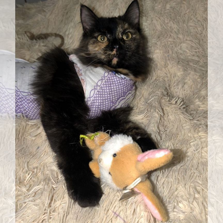 Взрослая кошка в добрые руки