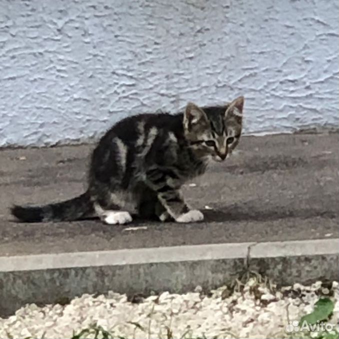 Несчастные котята на улице