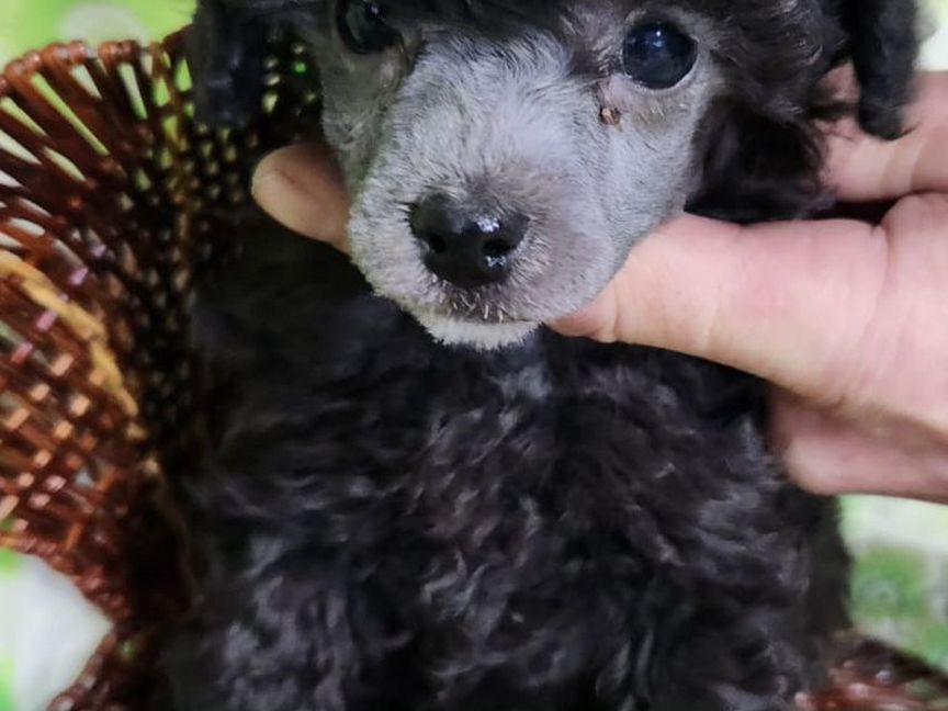 Той-пудель мини-щенки