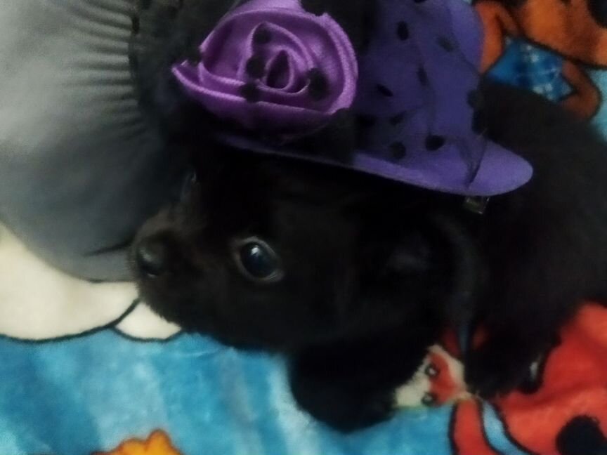 Щенки чихуахуа мини