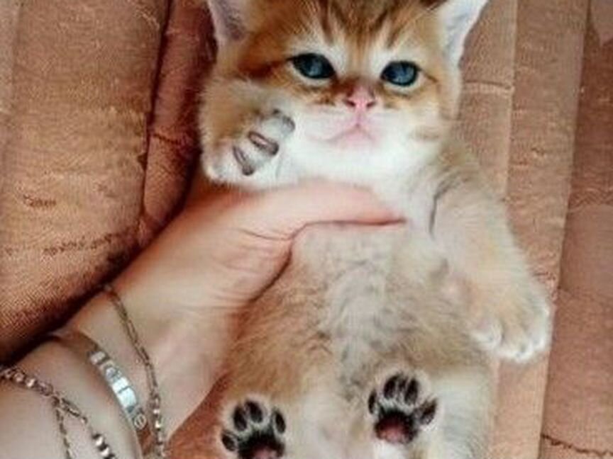 Шотландские золотые плюшечки