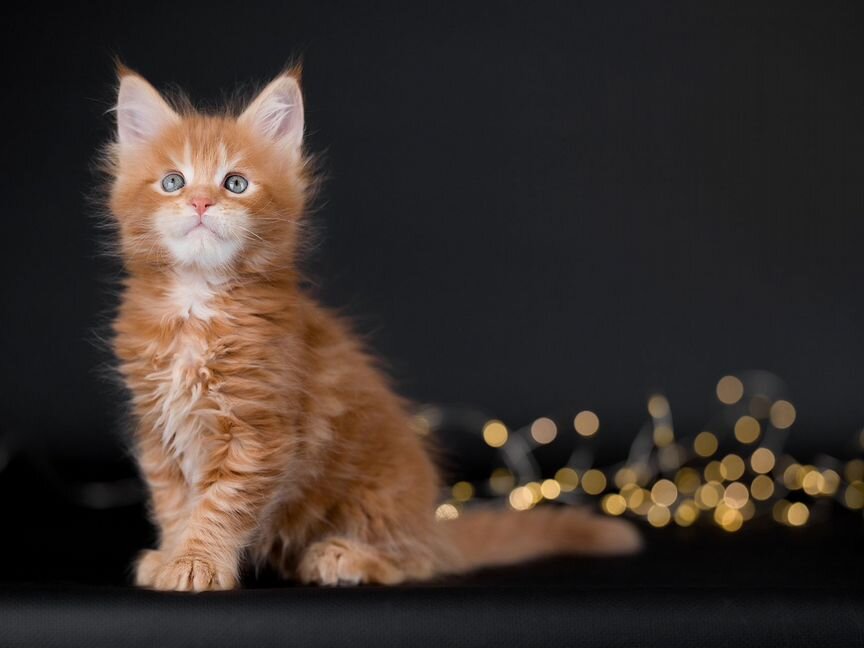 Мейн-кун рыжики