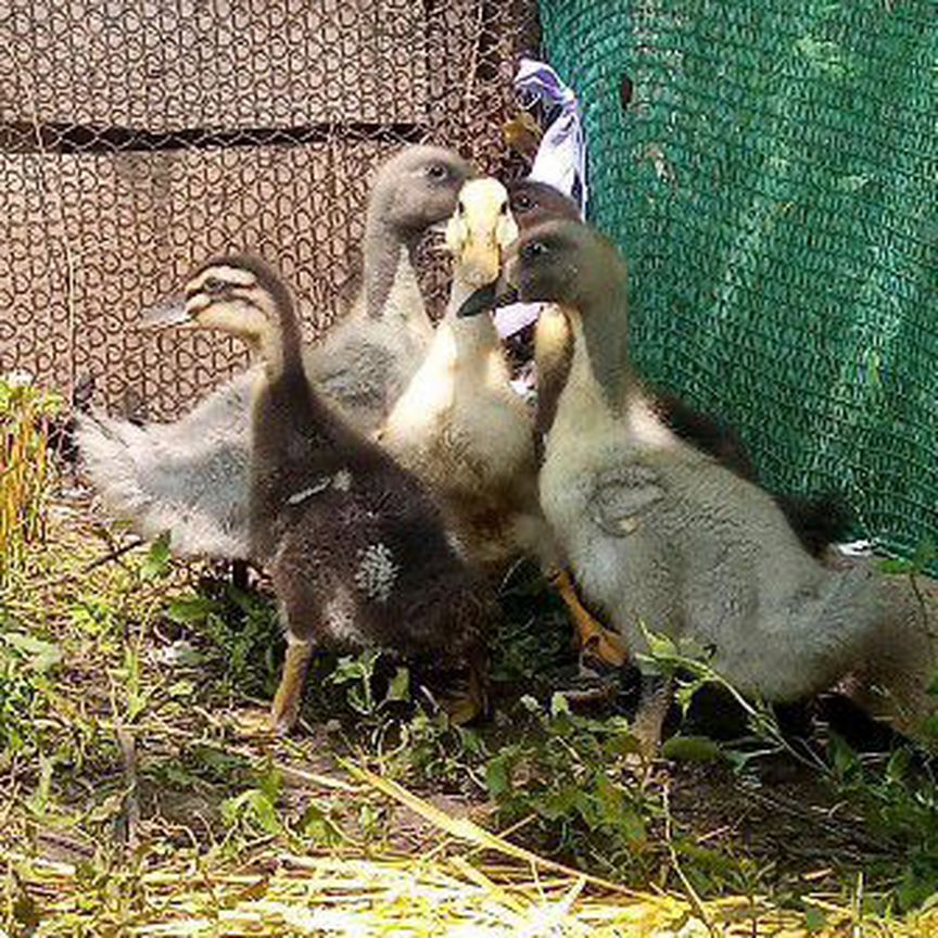 Утята Голубой Фавоpит 21 день