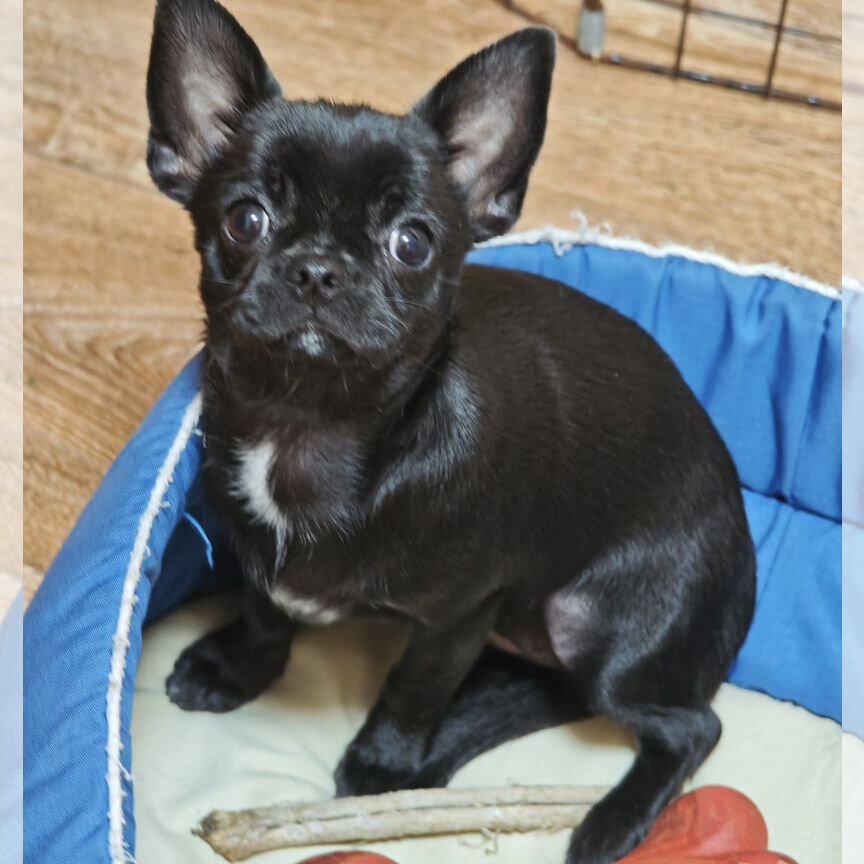 Чихуахуа, щенок