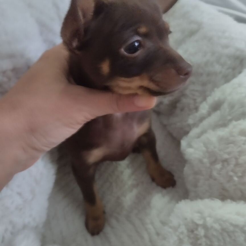 Русский той-терьер, щенок