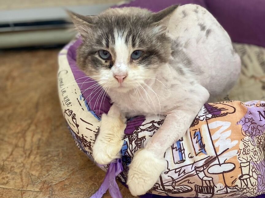 Котик Афоня