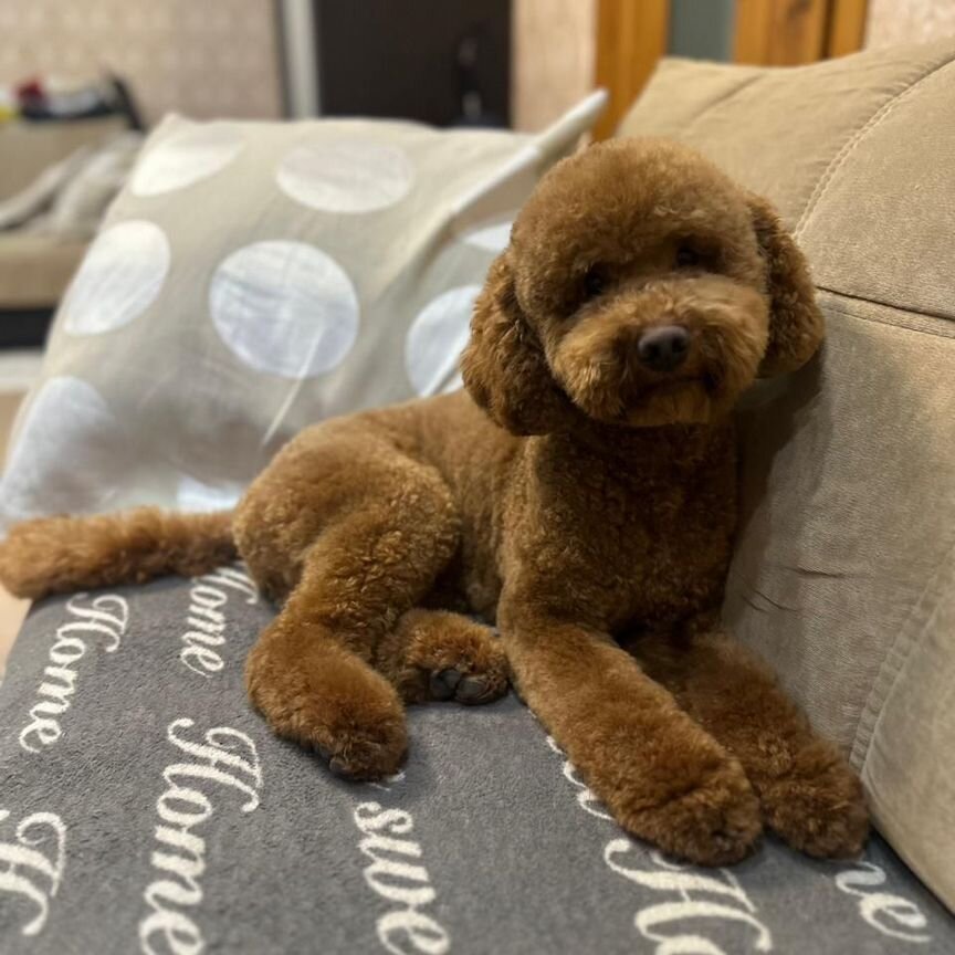 Карликовый пудель, взрослый пёс