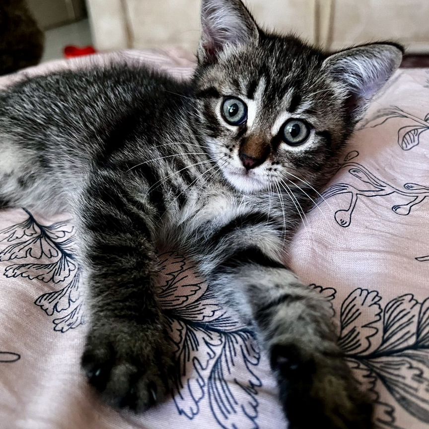 Вислоухие котята
