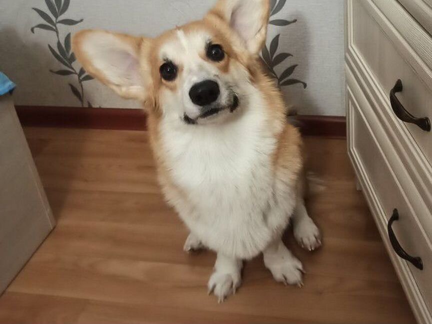 Вельш-корги пемброк кобель