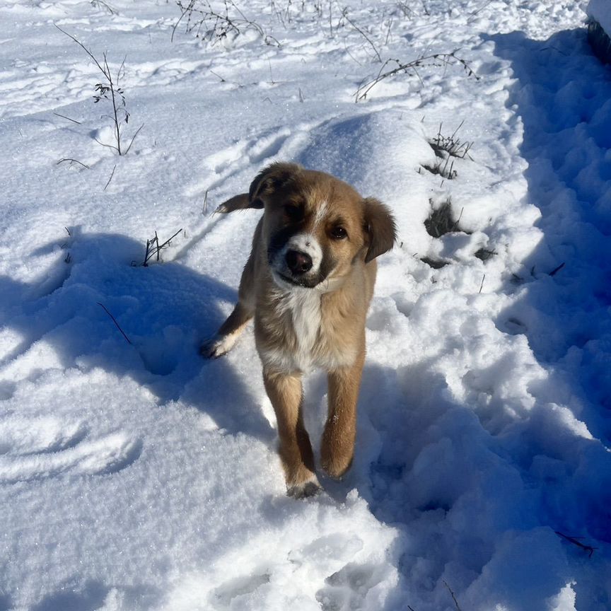 Щенки бесплатно