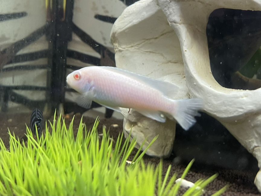 Рыбки цихлиды