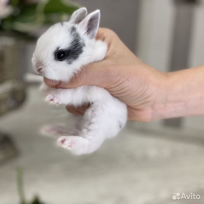 Карликовый кролик супер мини
