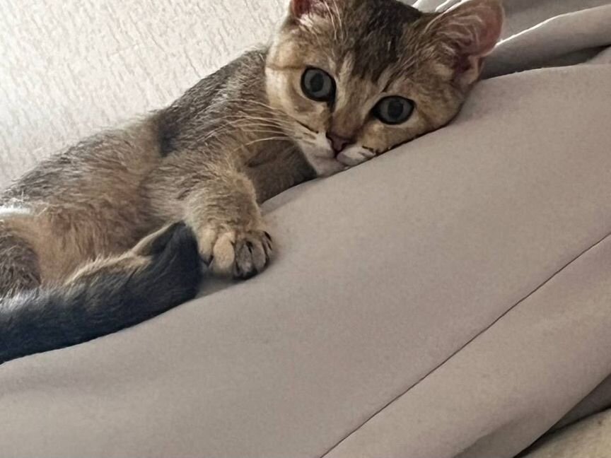 Котята