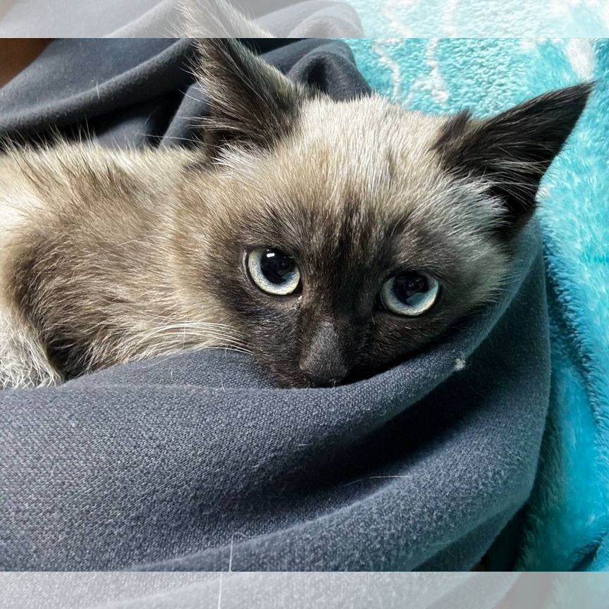 Сиамский котёнок