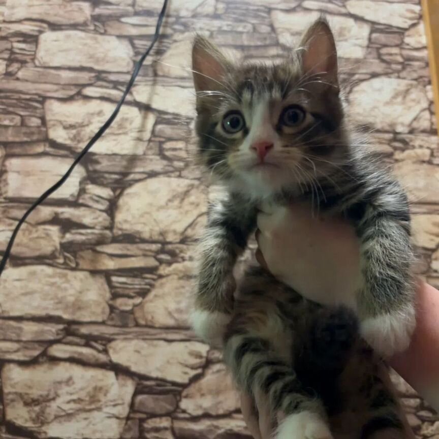 Сибирский котёнок