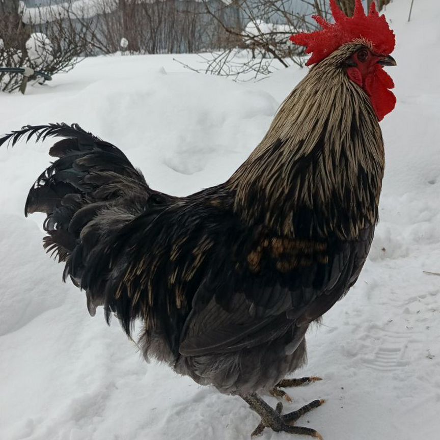 Петухи породистые