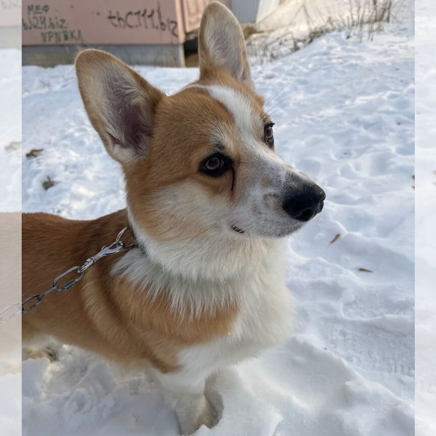 Вельш Корги Пемброк, взрослый пёс