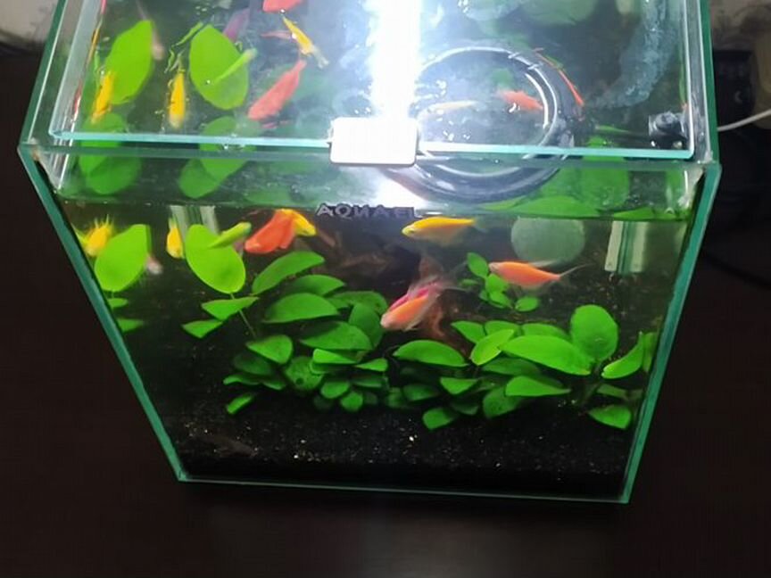 Аквариум aquael 19л