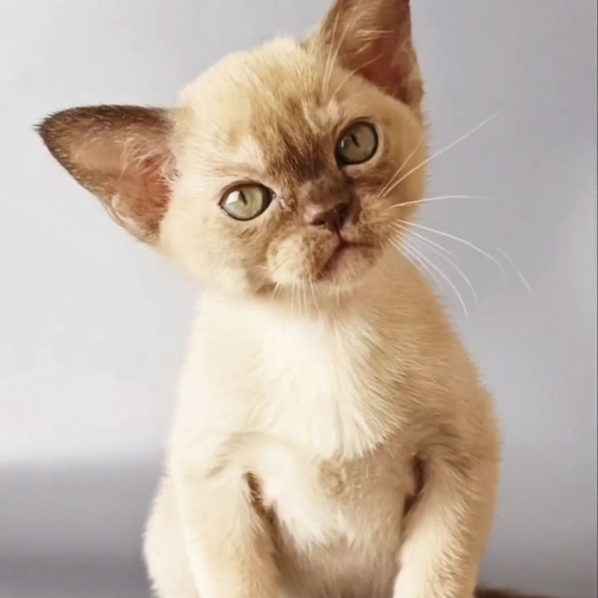 Европейский бурманский котёнок