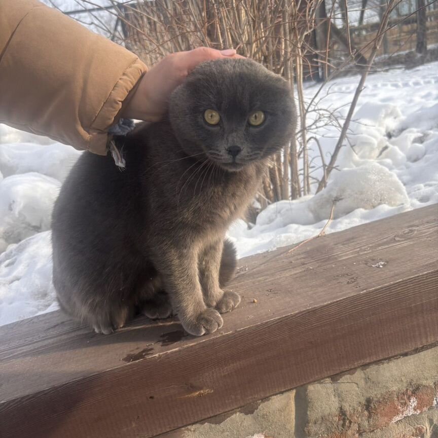 Котик вислоухий