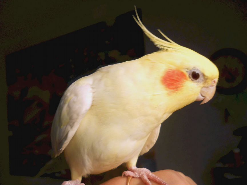 Попугайчики Кореллы