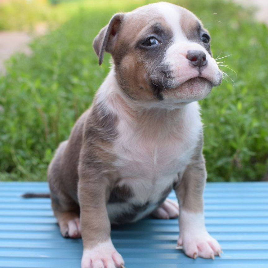 Милашка американский булли