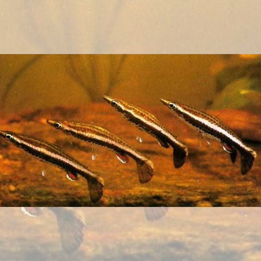 Рыбка тетра пецилобрикон ок.4см