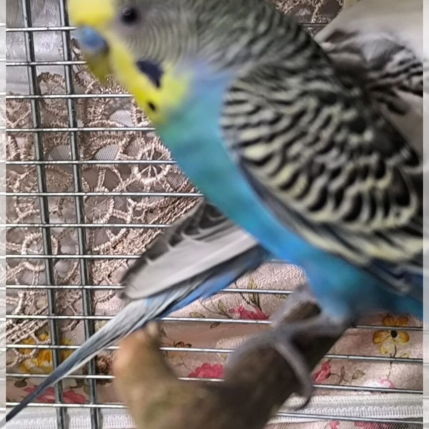 Птенцы волнистый попугай