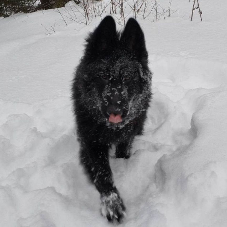 Немецкая овчарка