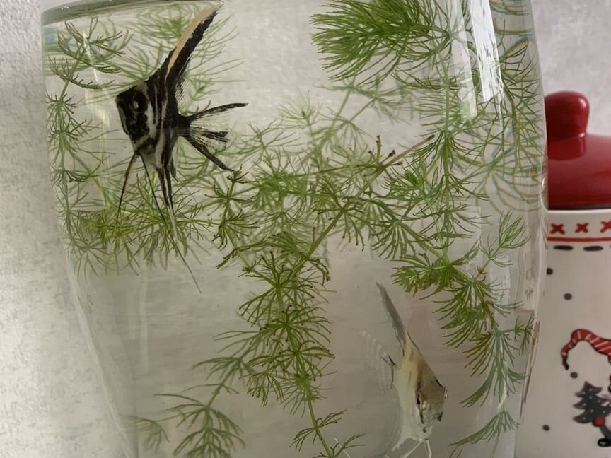 Скалярии бесплатно (на брони до завтра)