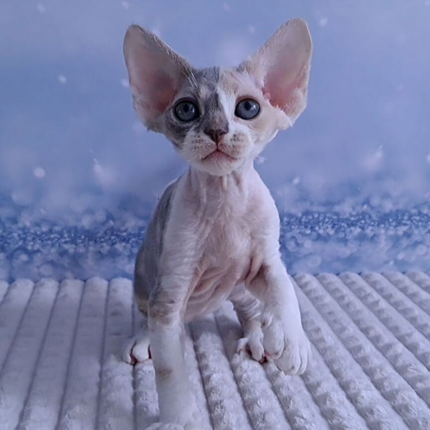 Девон-рекс котёнок