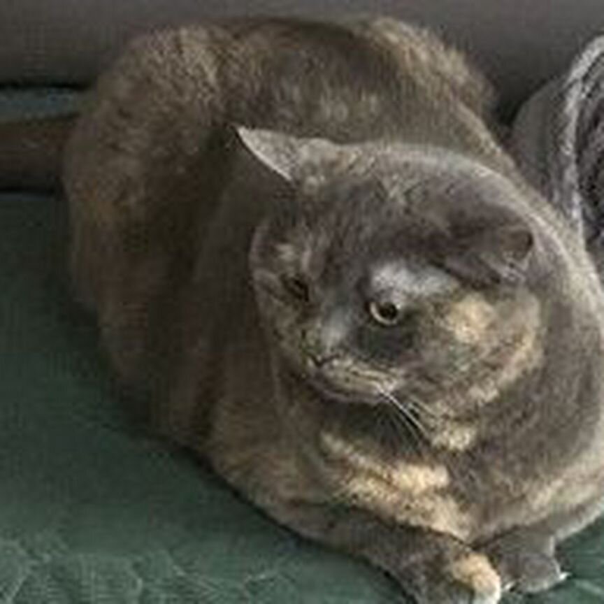 Шотландская вислоухая длинношёрстная, взрослая кошка