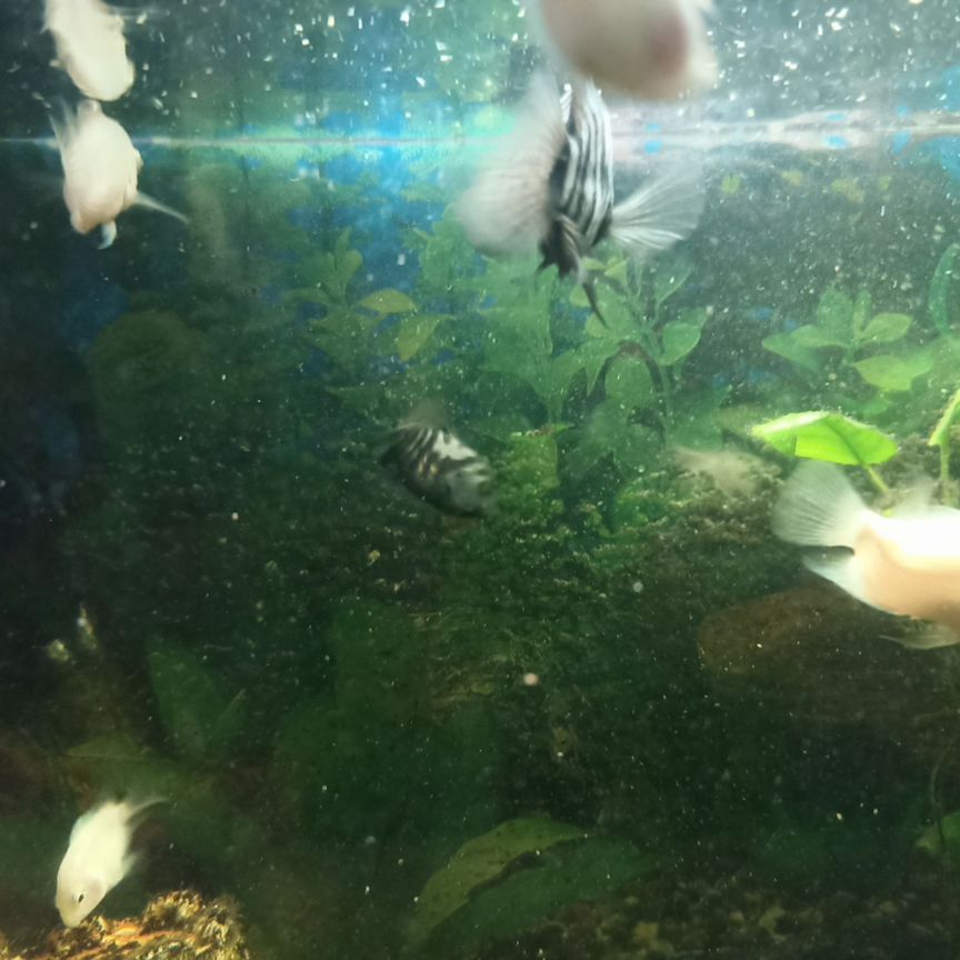 Аквариумные рыбки