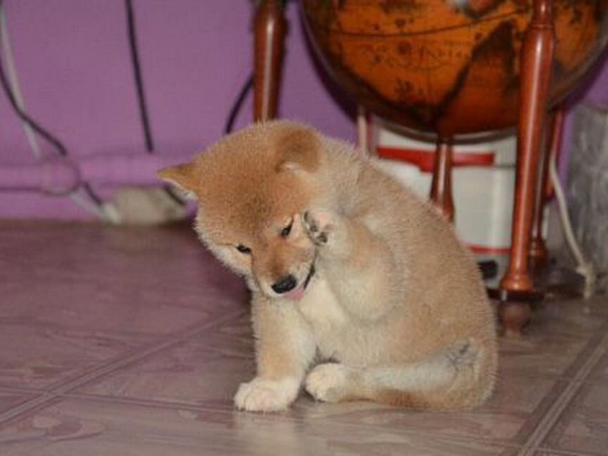 Сибки малыши