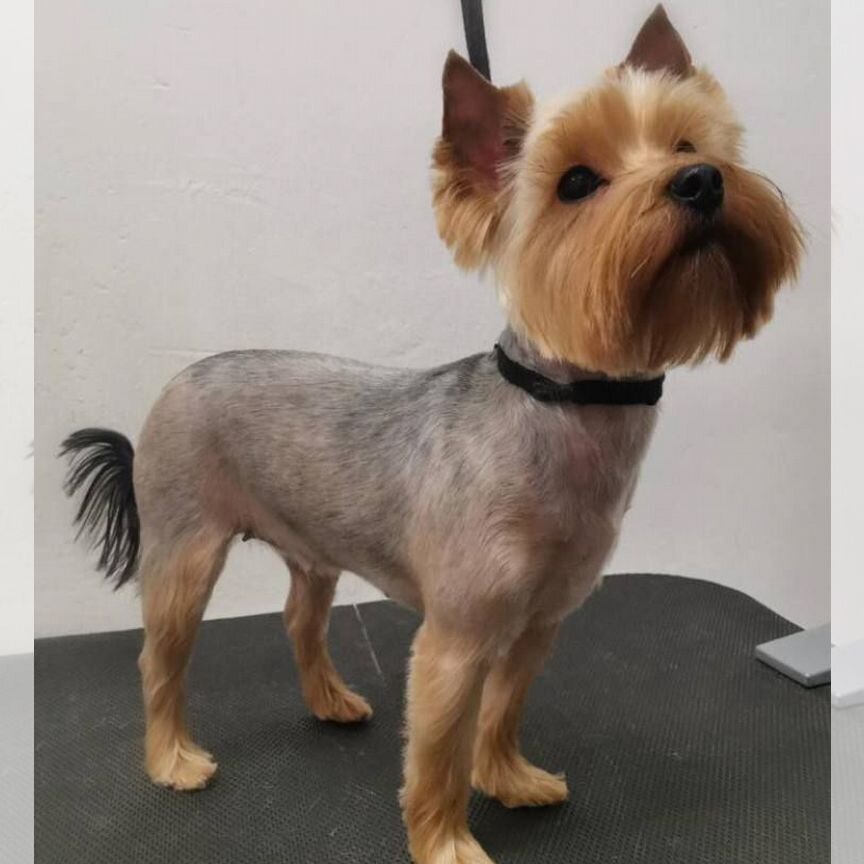 Йоркширский терьер мини