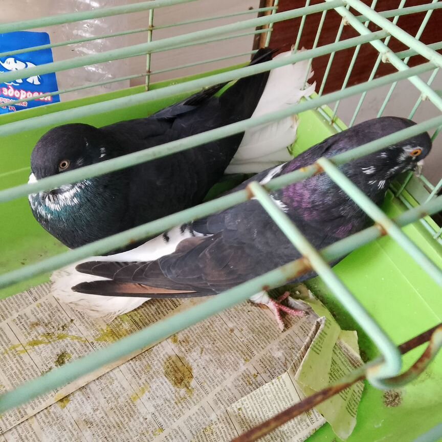 Николаевские голуби