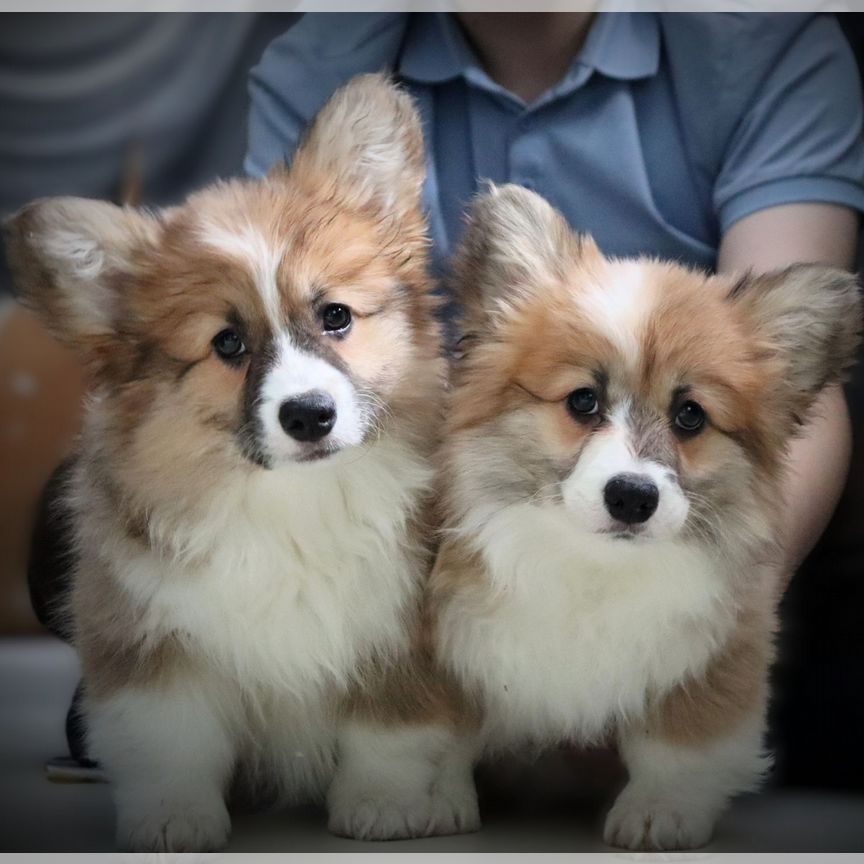 Вельш Корги Пемброк, щенок