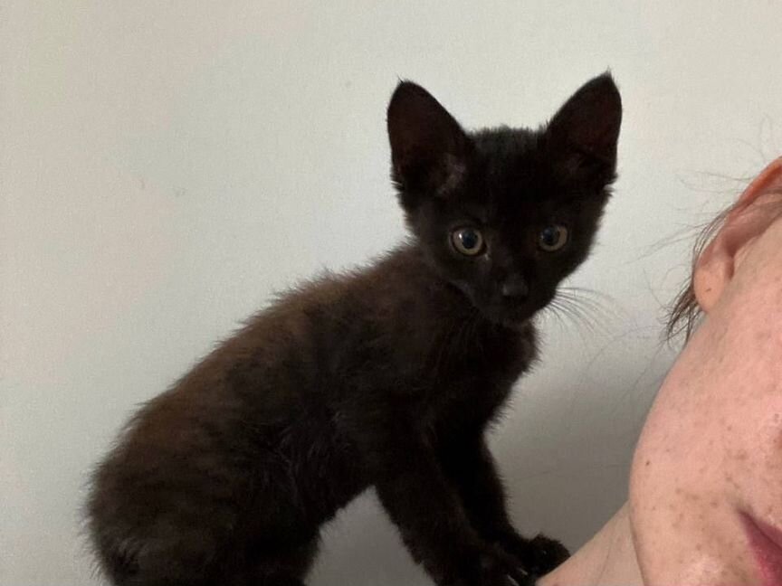 Котята 2.5 месяца