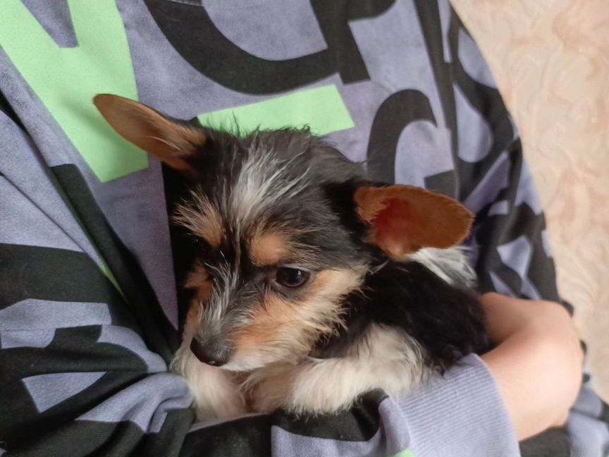 Щеночки чорки