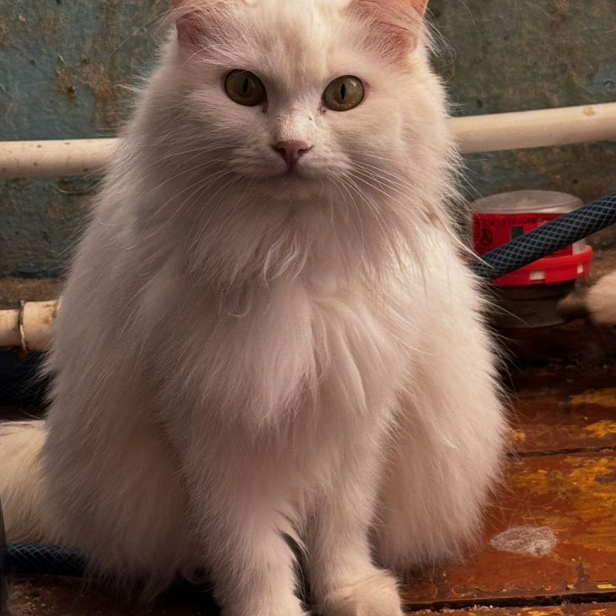 Кошки
